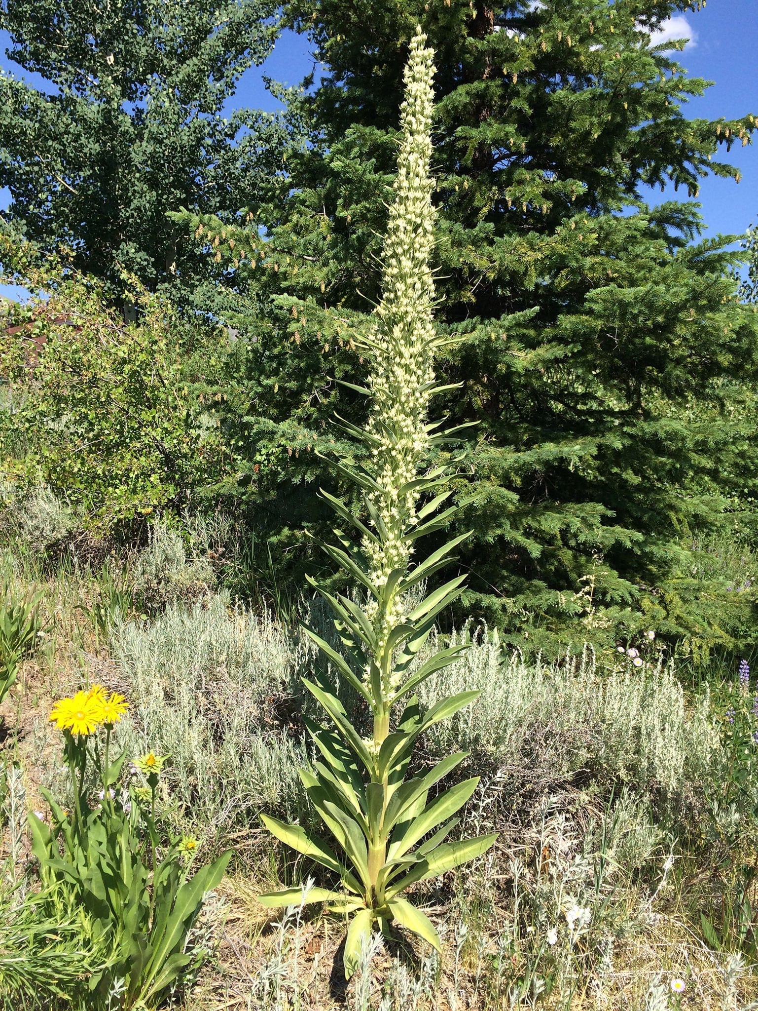 Sustainability - B Like Breckenridge